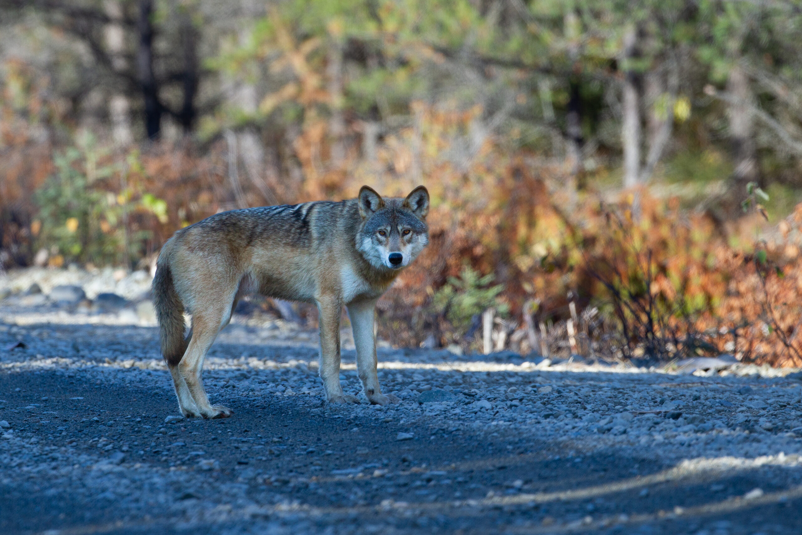 SOS pour les loups de l’Est – AQPOF